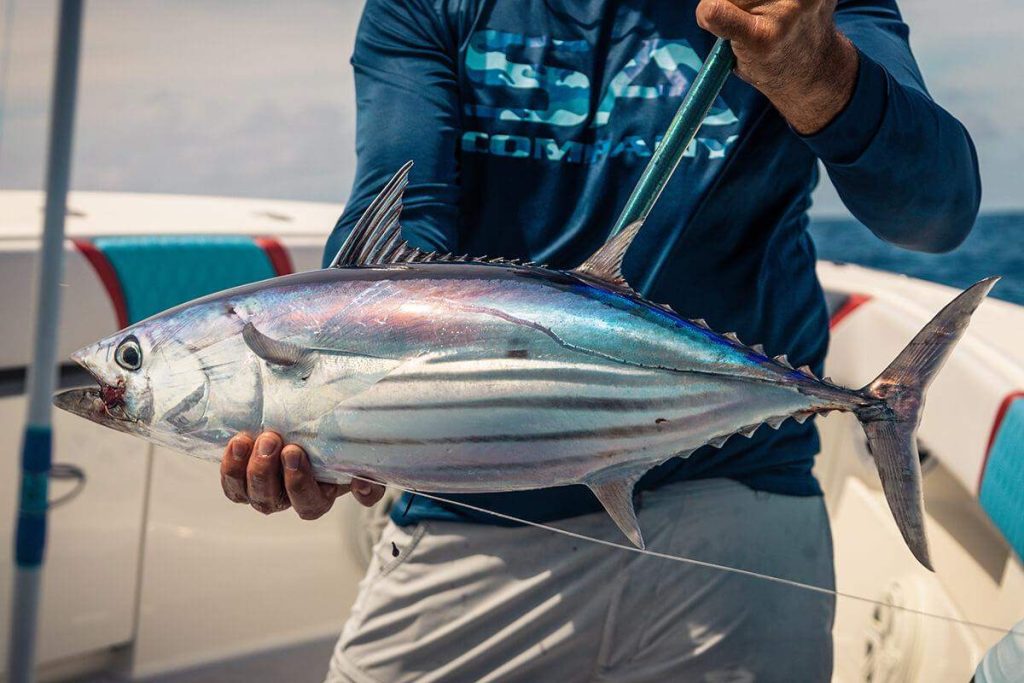 A Quick Guide to Yellowfin Tuna Fishing | Baitshop.com