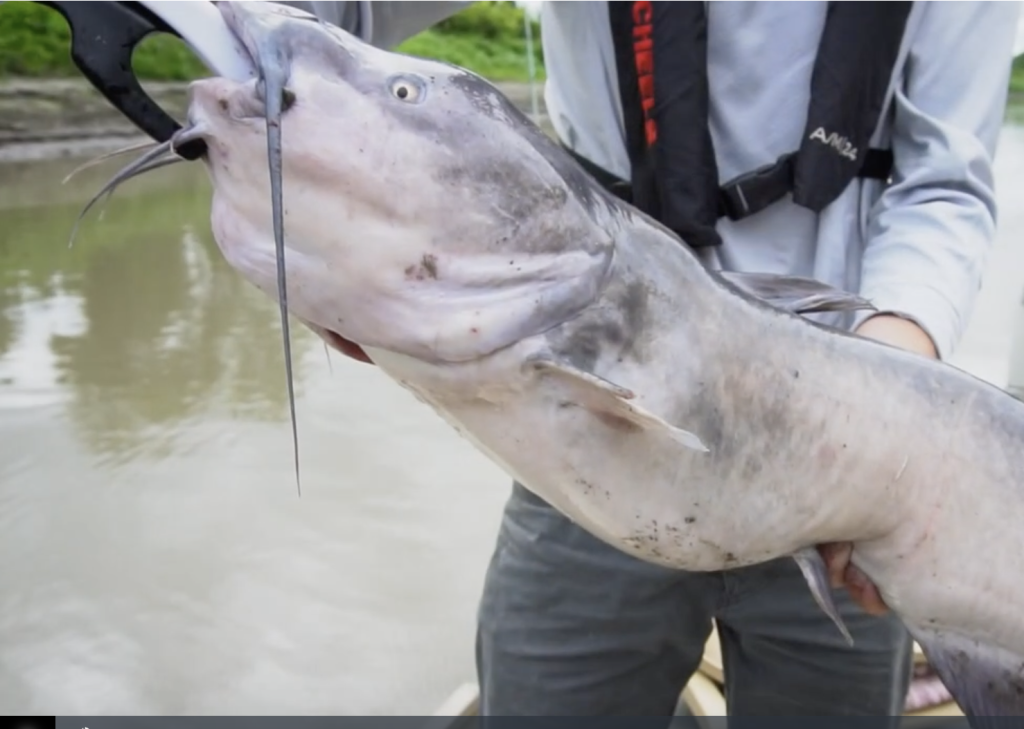 Mastering Summer Catfishing: Key Techniques & Gear Picks | Baitshop.com