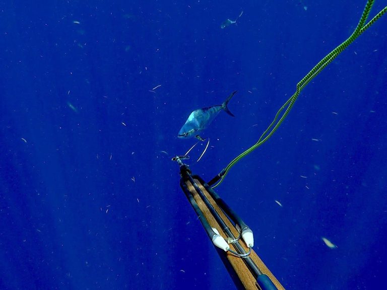 Miami Spearfishing: A Diver’s Paradise | Baitshop.com
