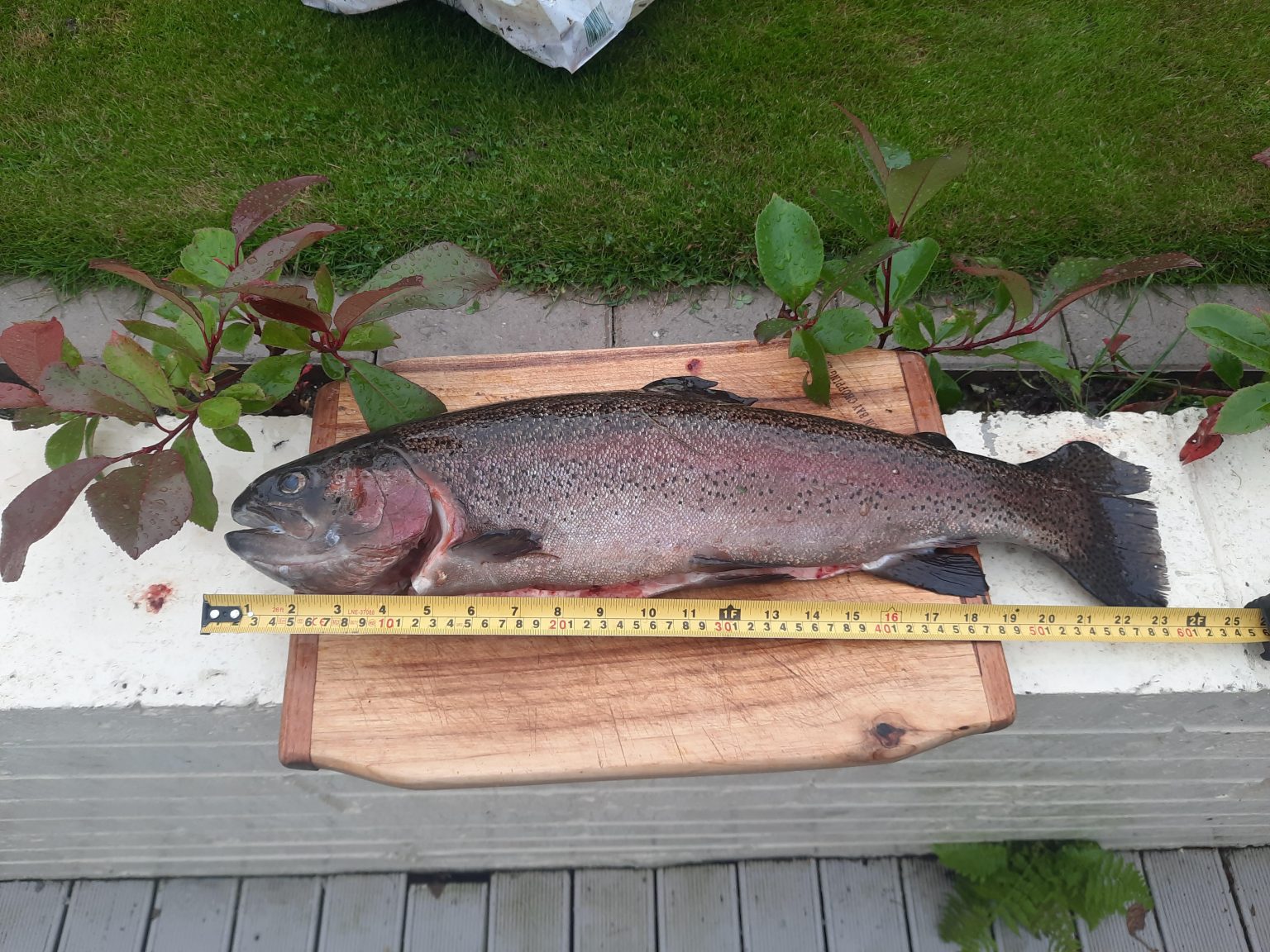 Measuring the Length of Trout Once Caught | Baitshop.com