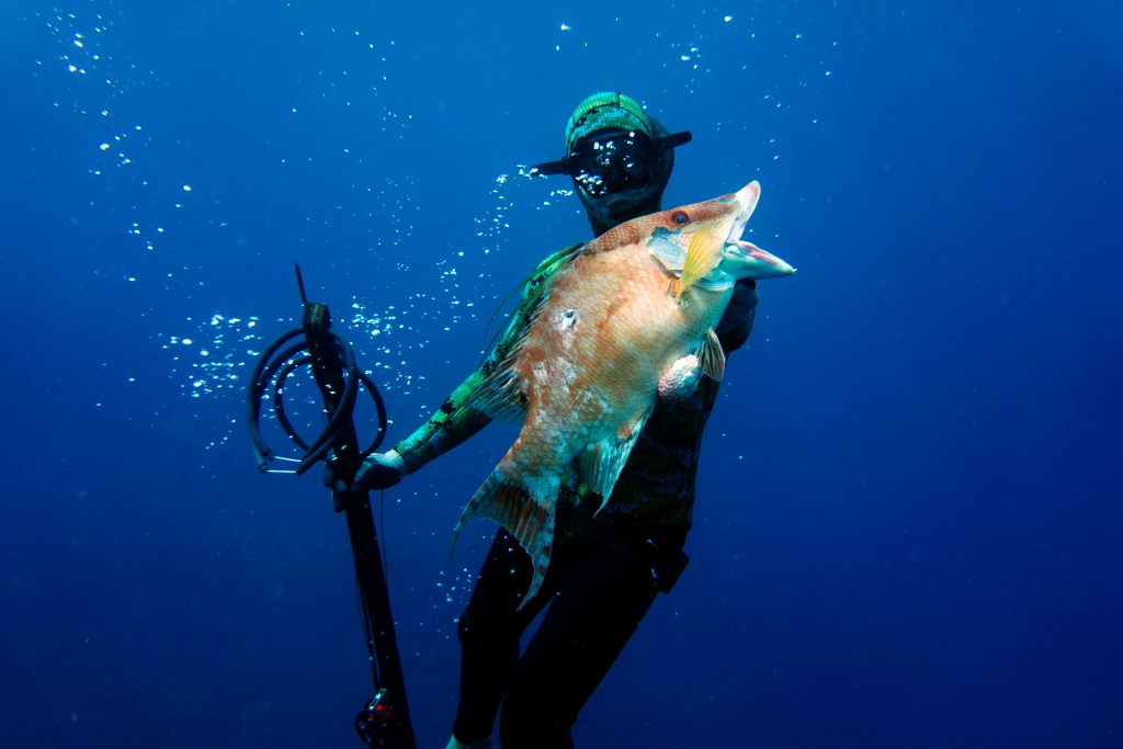Inshore Spearfishing: Top Species to Target for Thrilling Adventures ...