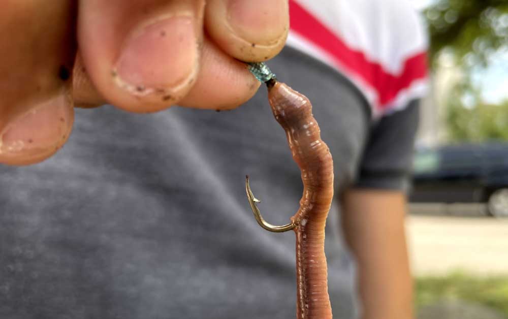 Properly Baiting Hooks with Worms to Increase Your Catch | Baitshop.com