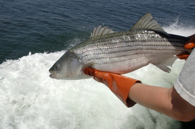 Water Temperature and Fishing Success: Know When to Cast and When to ...