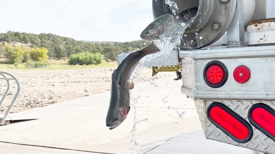 Utah Sets Record with Nearly 13 Million Fish Stocked in Waterways ...