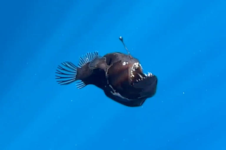 Demon of the Deep: Rare Anglerfish Filmed Alive at Ocean’s Surface ...