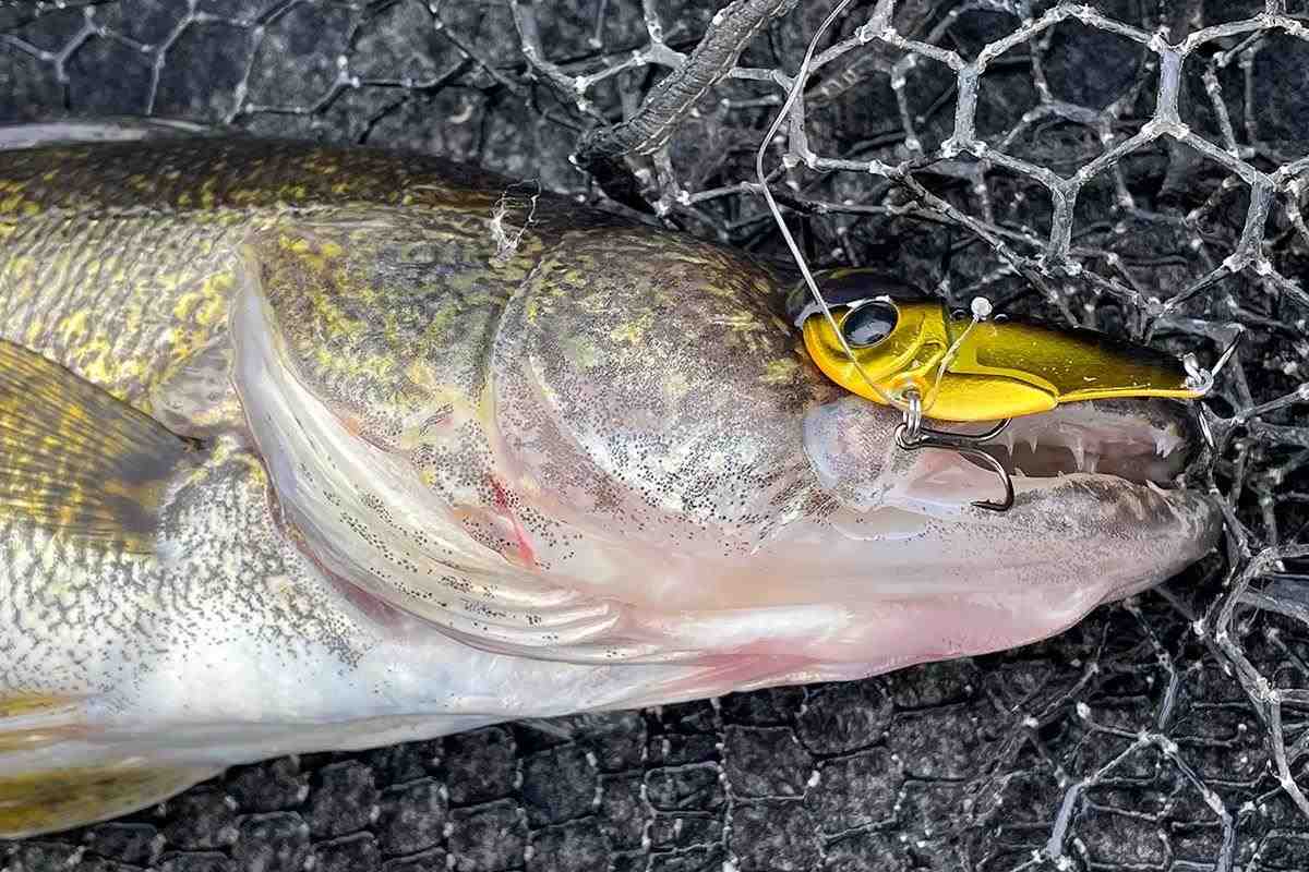 Blade Baits and Spring Walleyes: A Match Made in River Heaven ...