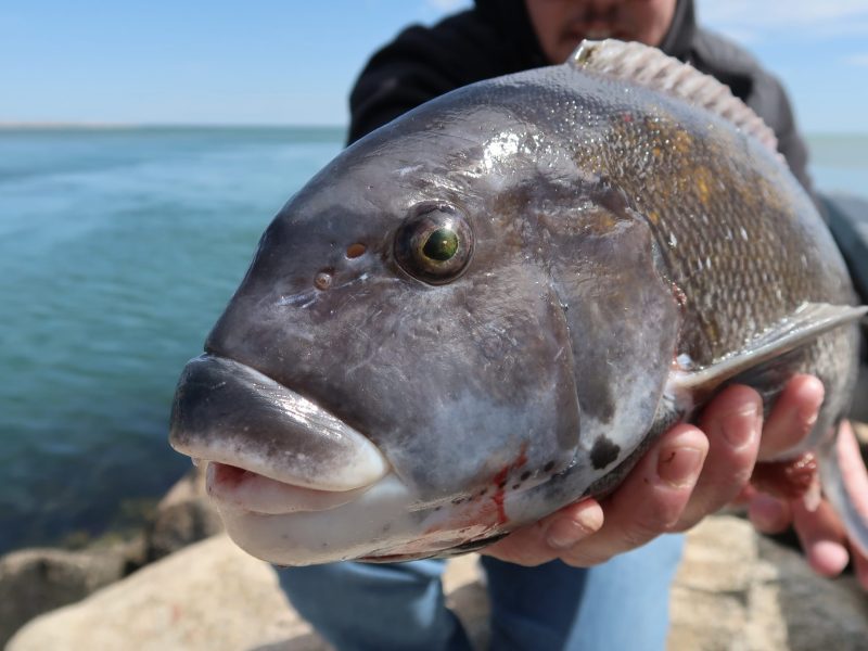 Dandelions and Tautog: Why Seaworms Shine in Spring Blackfish Season ...