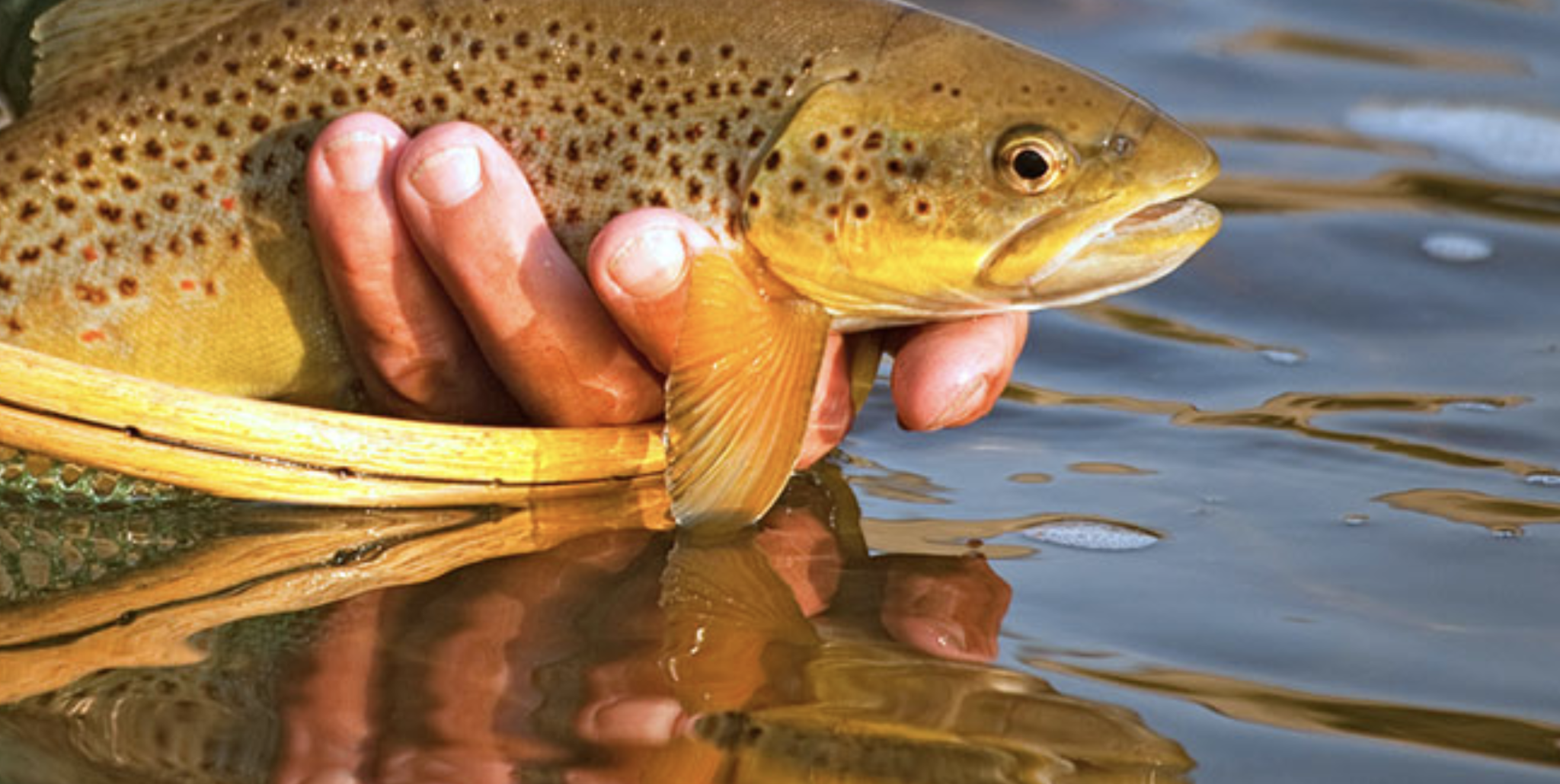 Catch, Care, and Release: Smart Angling Practices That Protect Fish ...
